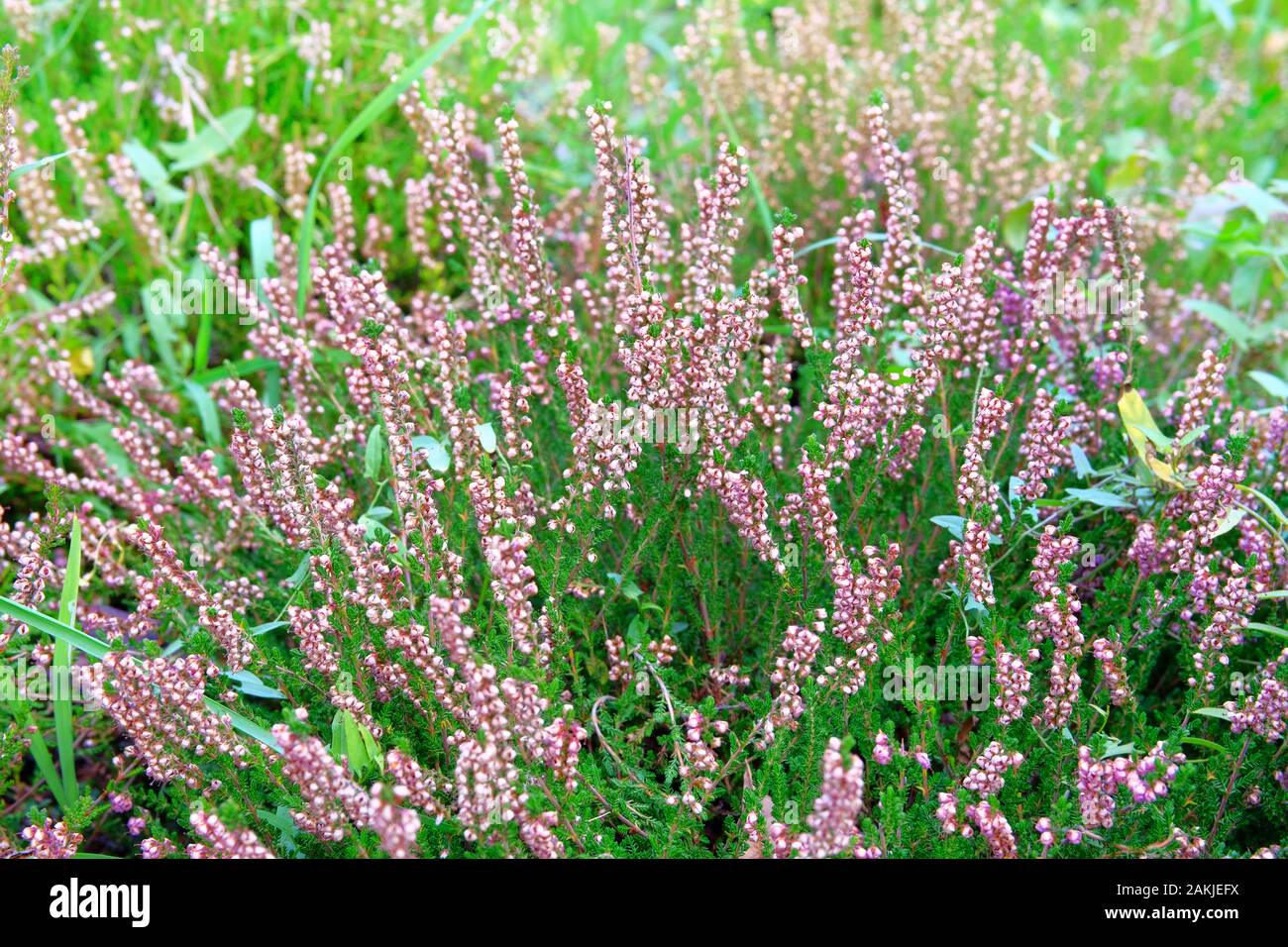 Close up flowering Calluna vulgaris, common heather. Selective focus of ...
