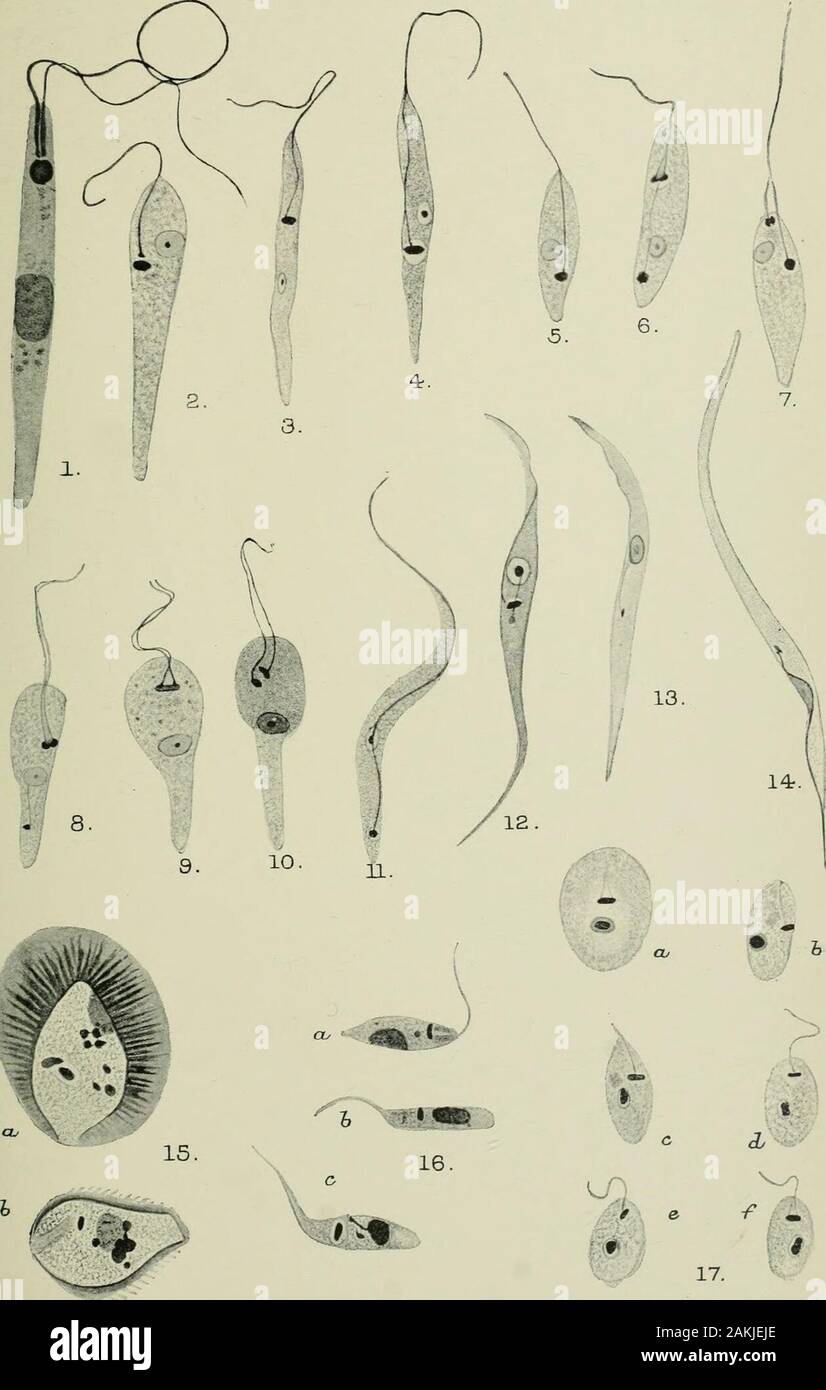 Collected papers . at a magnification of 2400.] Fig. 1.—Large ...