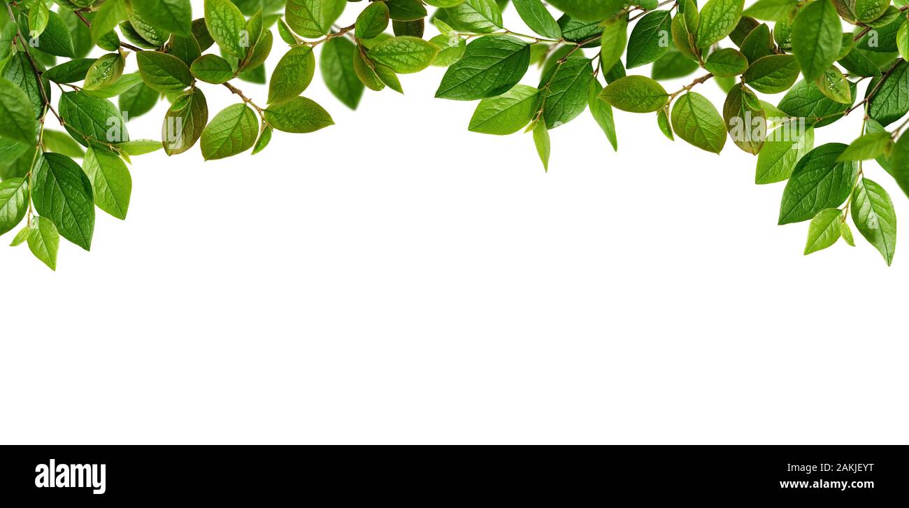 Green spring leaves for top border isolated on white background Stock ...
