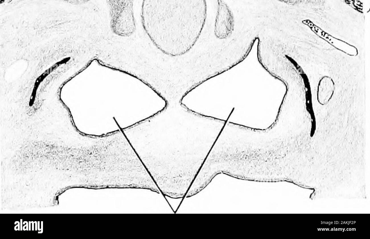 Concha nasalis Black and White Stock Photos & Images - Alamy