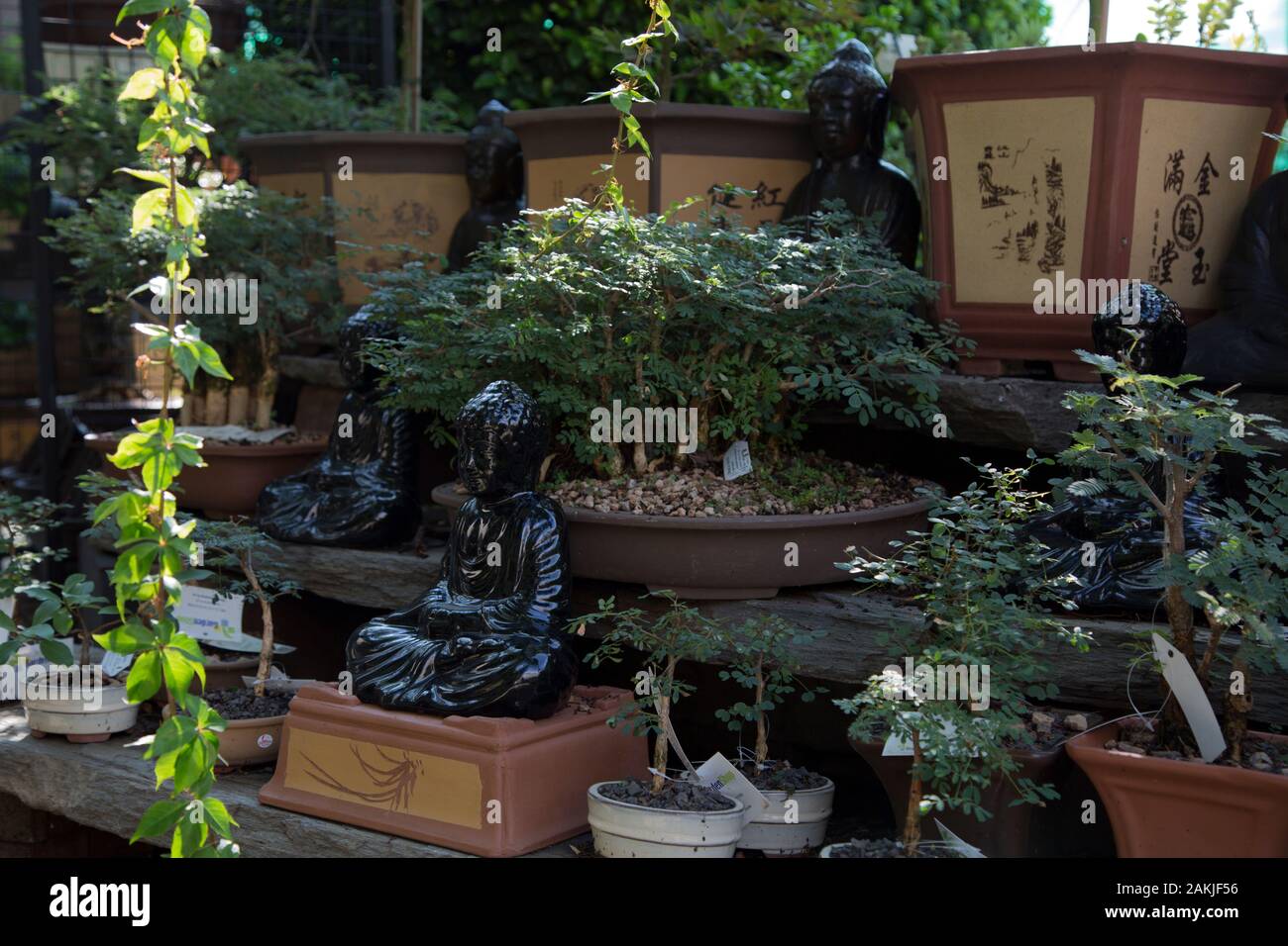 Buddha statue's in bonsai tree garden Stock Photo - Alamy