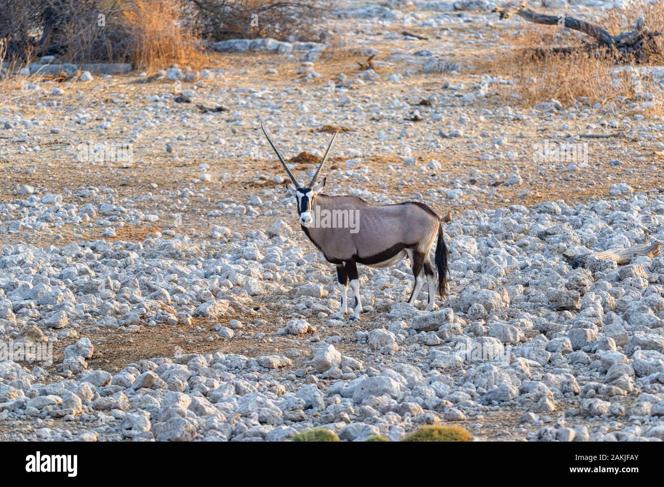 Goat Namibia High Resolution Stock Photography and Images - Alamy