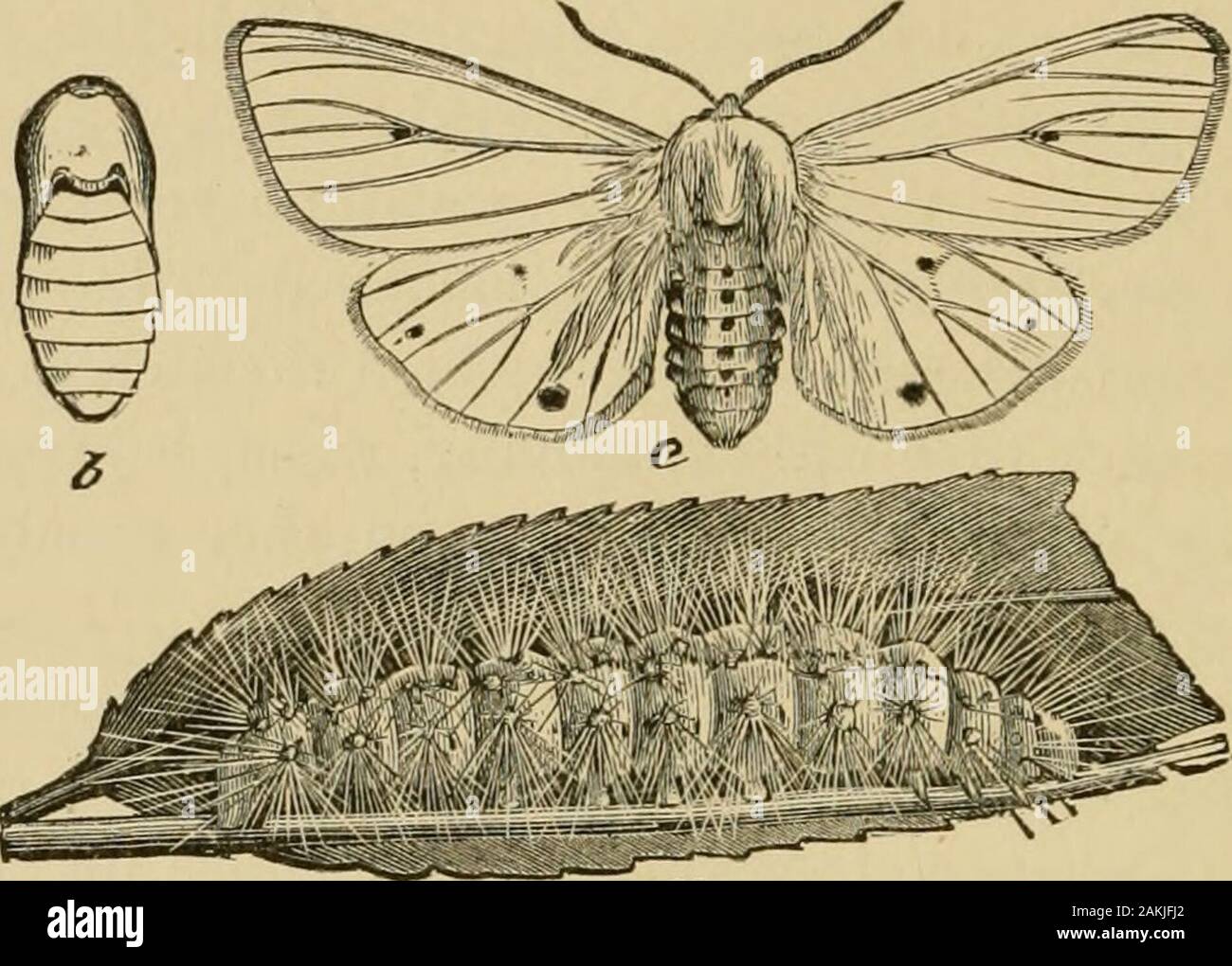 Insects injurious to fruits . t is so uniformly common and ...