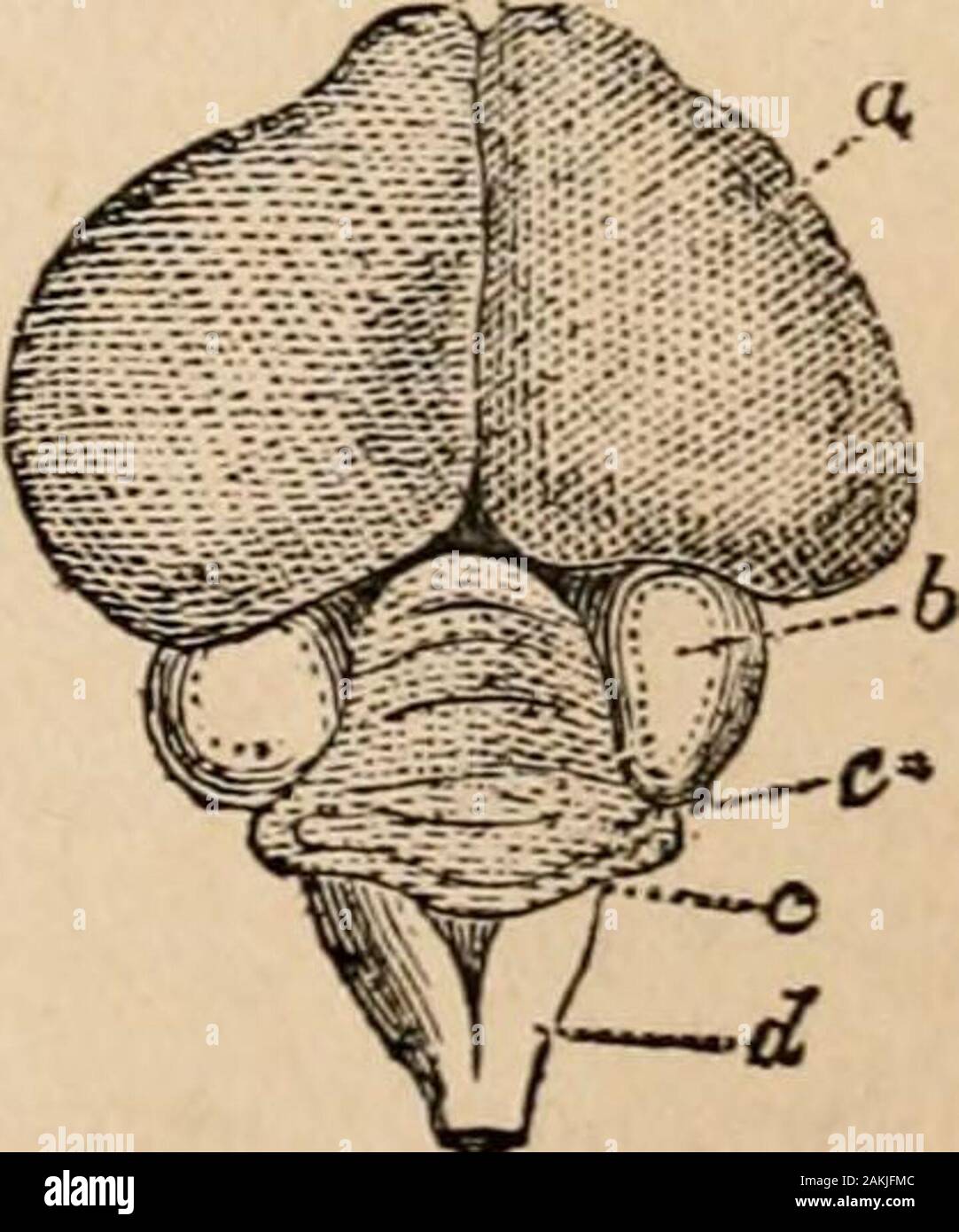 Outlines of comparative physiology touching the structure and ...