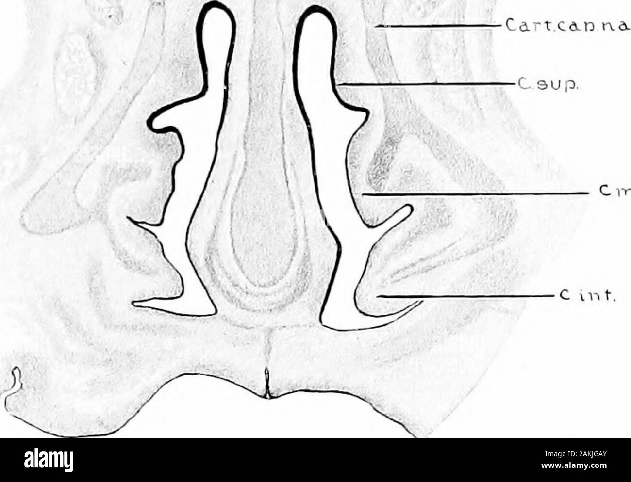 Development and anatomy of the nasal accessory sinuses in man ...