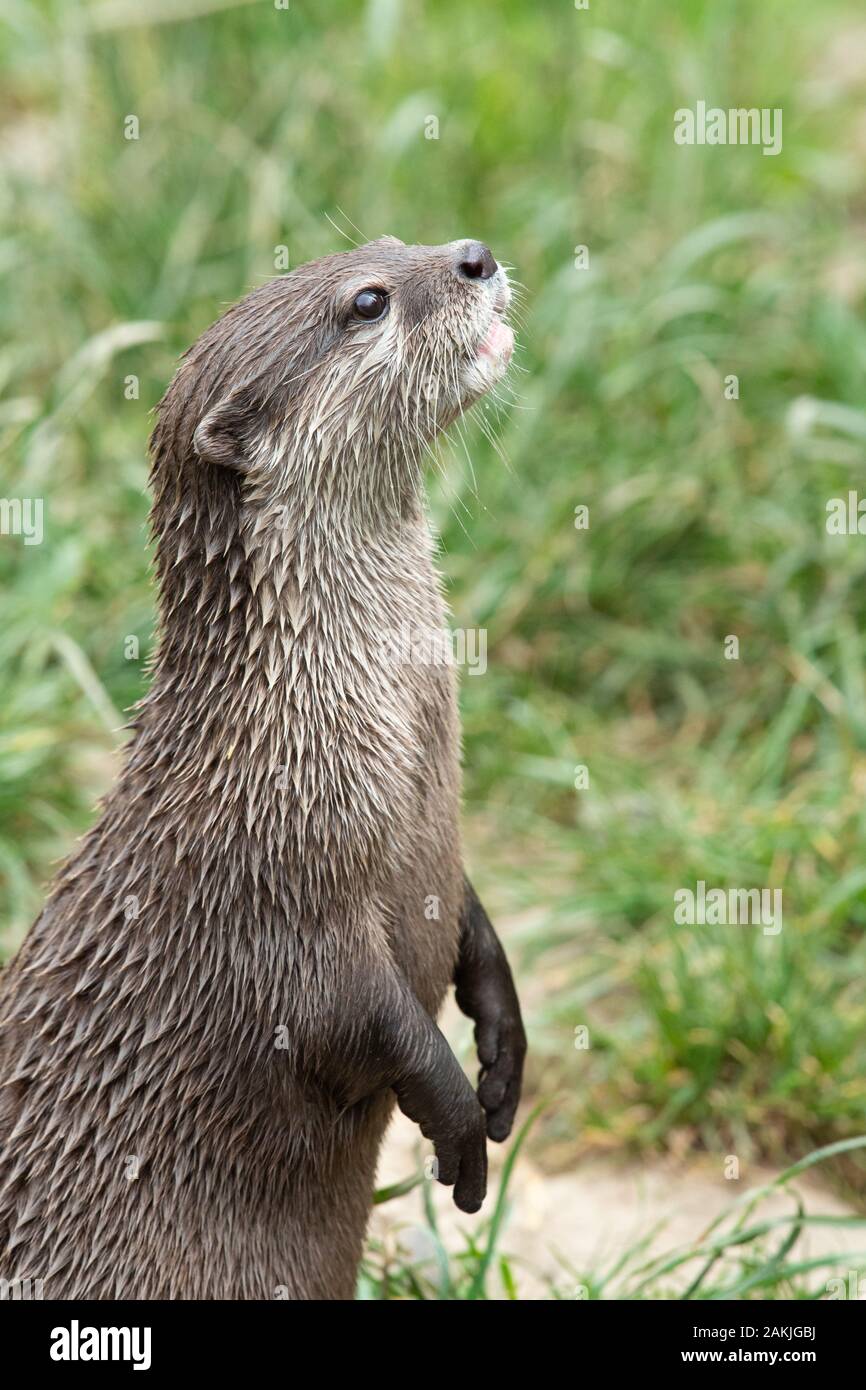 Otter standing up hi-res stock photography and images - Alamy