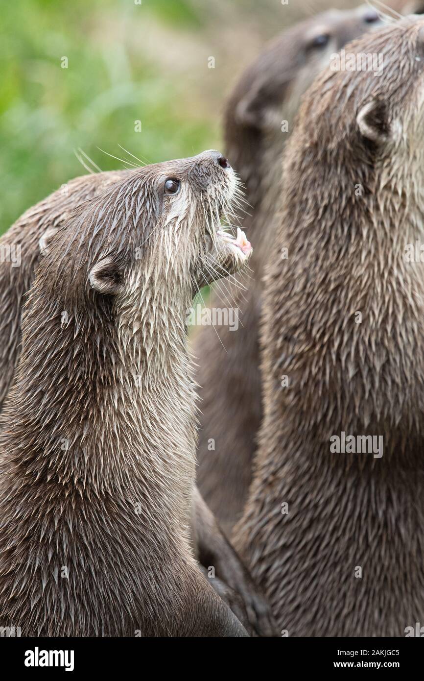 Portrait of an Asian small clawed otter (amblonyx cinerea) standing up ...