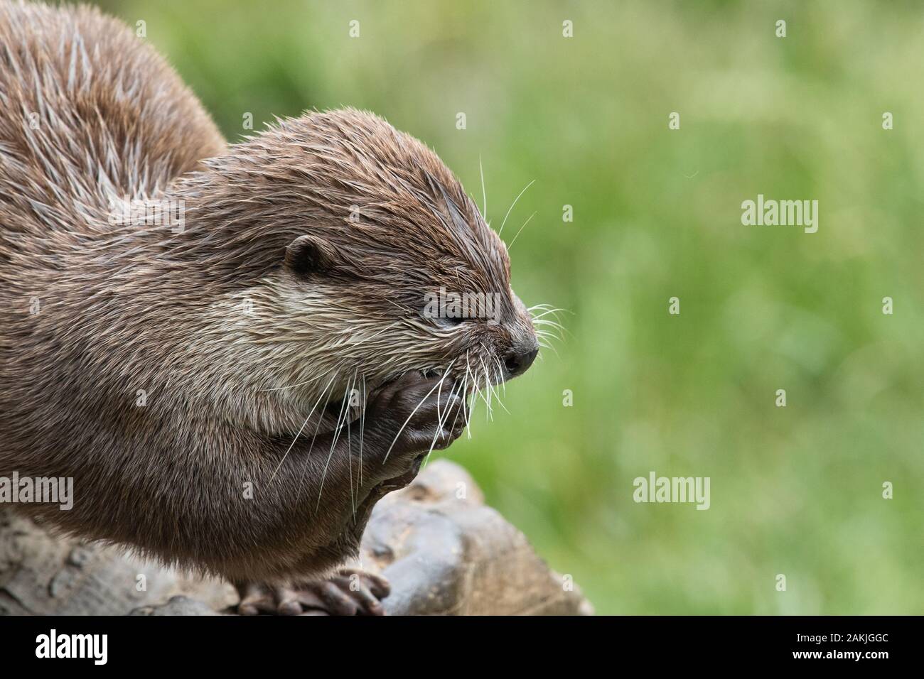 Portrait of an Asian small clawed otter (amblonyx cinerea) eating a ...