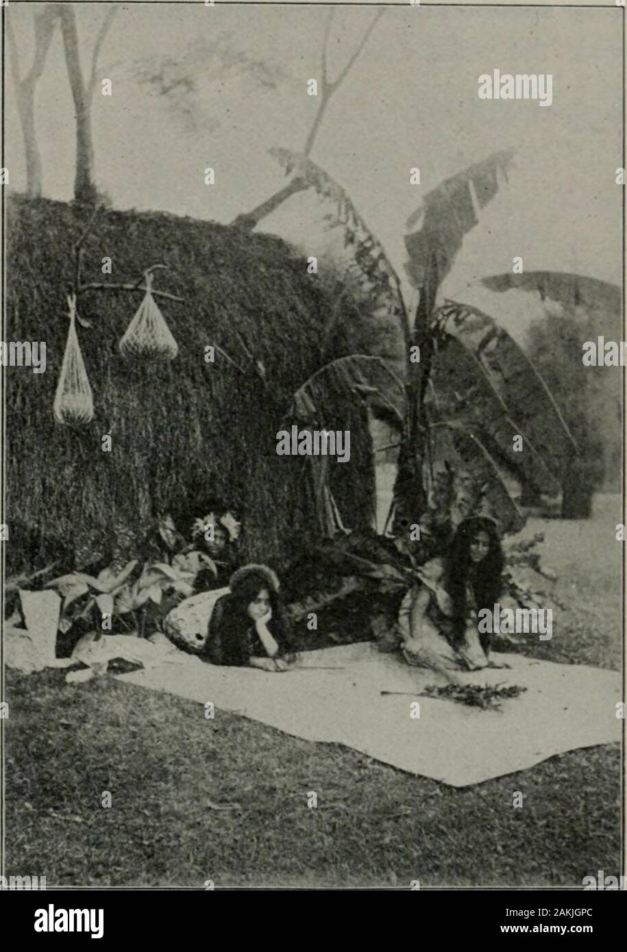 Coconut midrib hi-res stock photography and images - Alamy