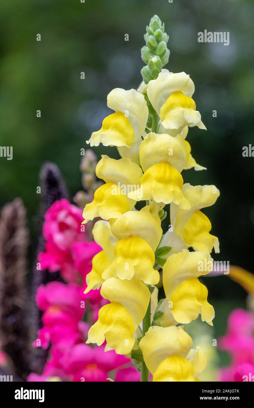 In A Snapdragon Flower High Resolution Stock Photography and Images - Alamy