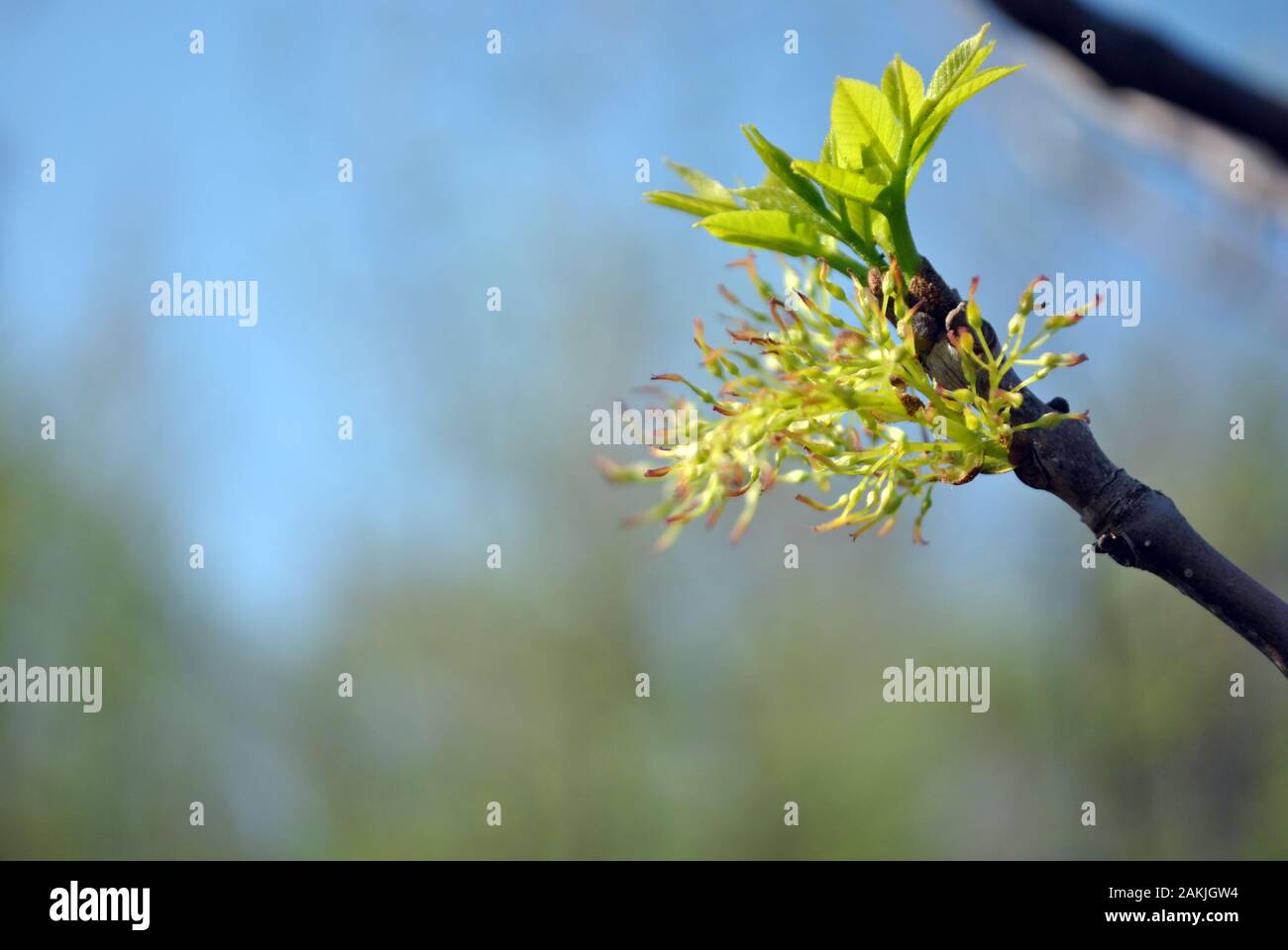Blooming Ash tree (Fraxinus) green flowerson branches, blurry cloudy ...