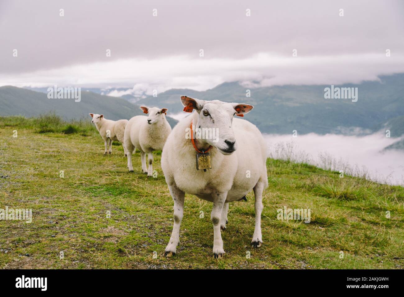 sheeps on mountain farm on cloudy day. Norwegian landscape with sheep ...