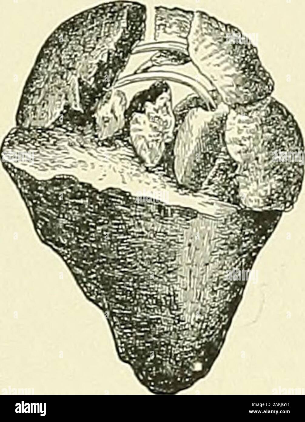 An American text-book of genito-urinary diseases, syphilis and diseases ...