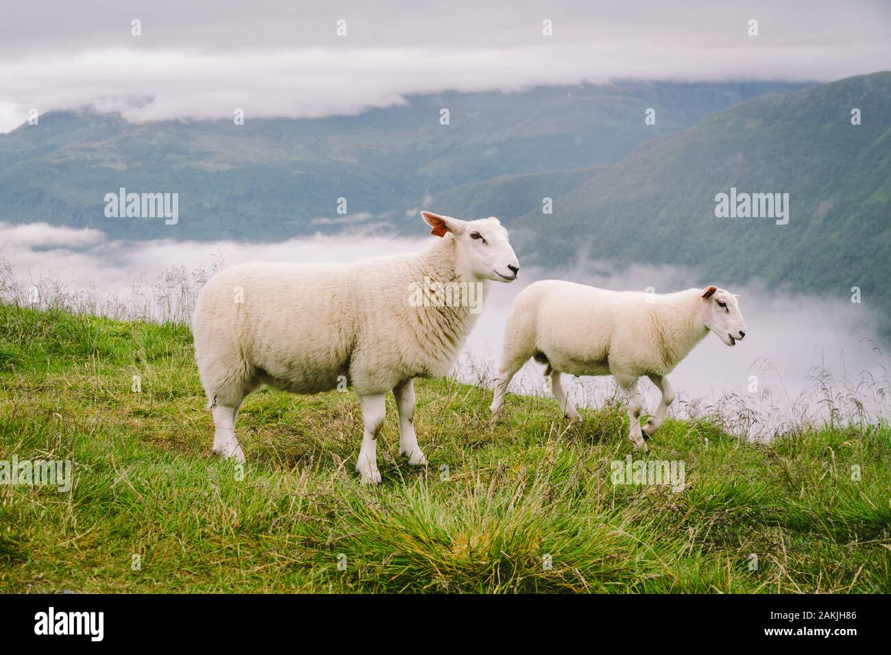 sheeps on mountain farm on cloudy day. Norwegian landscape with sheep ...