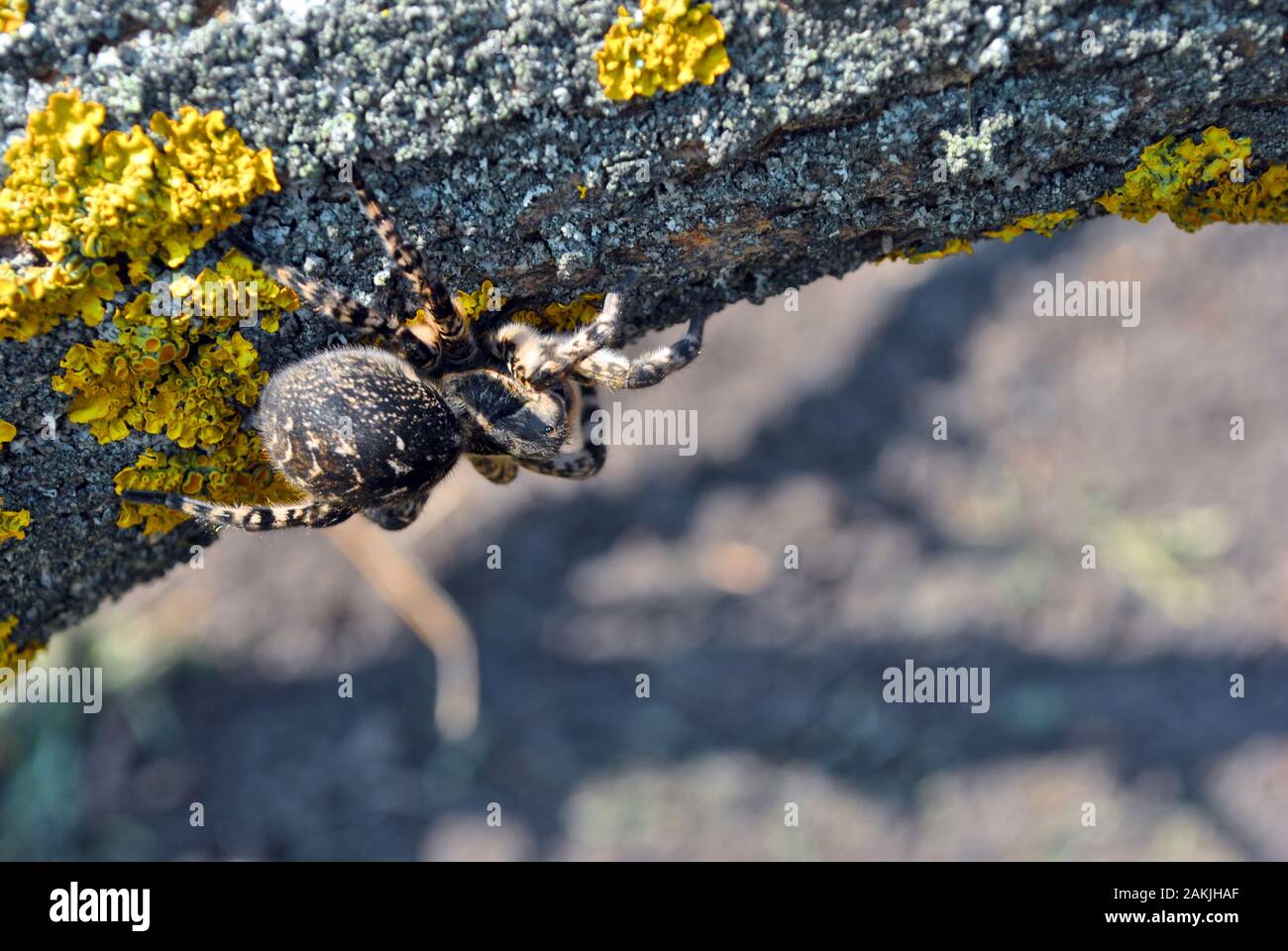 Lycosa (Lycosa singoriensis, wolf spiders) hide under tree, bark ...