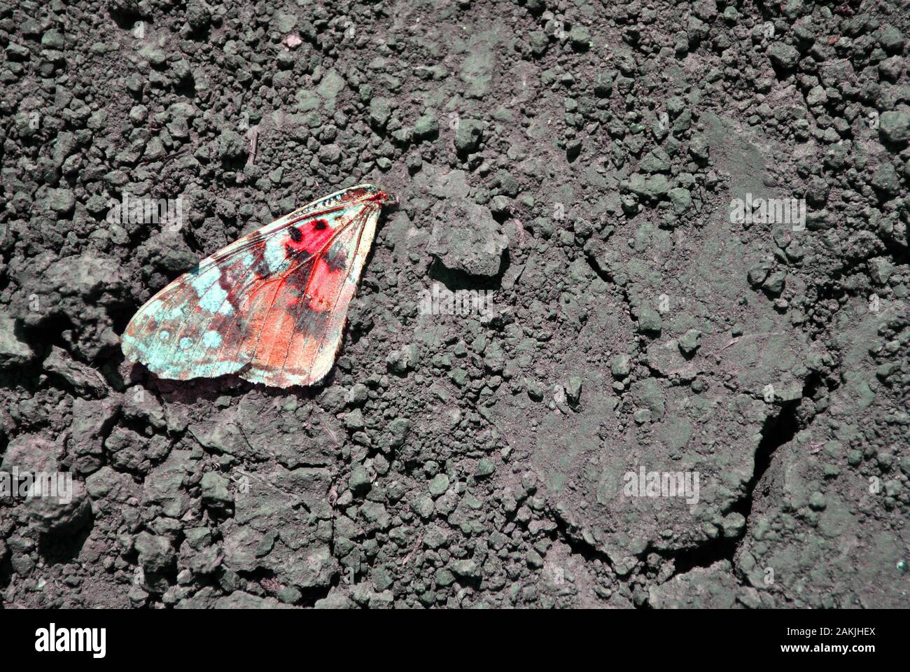 Butterfly wing on gray ground texture background, top view Stock Photo ...