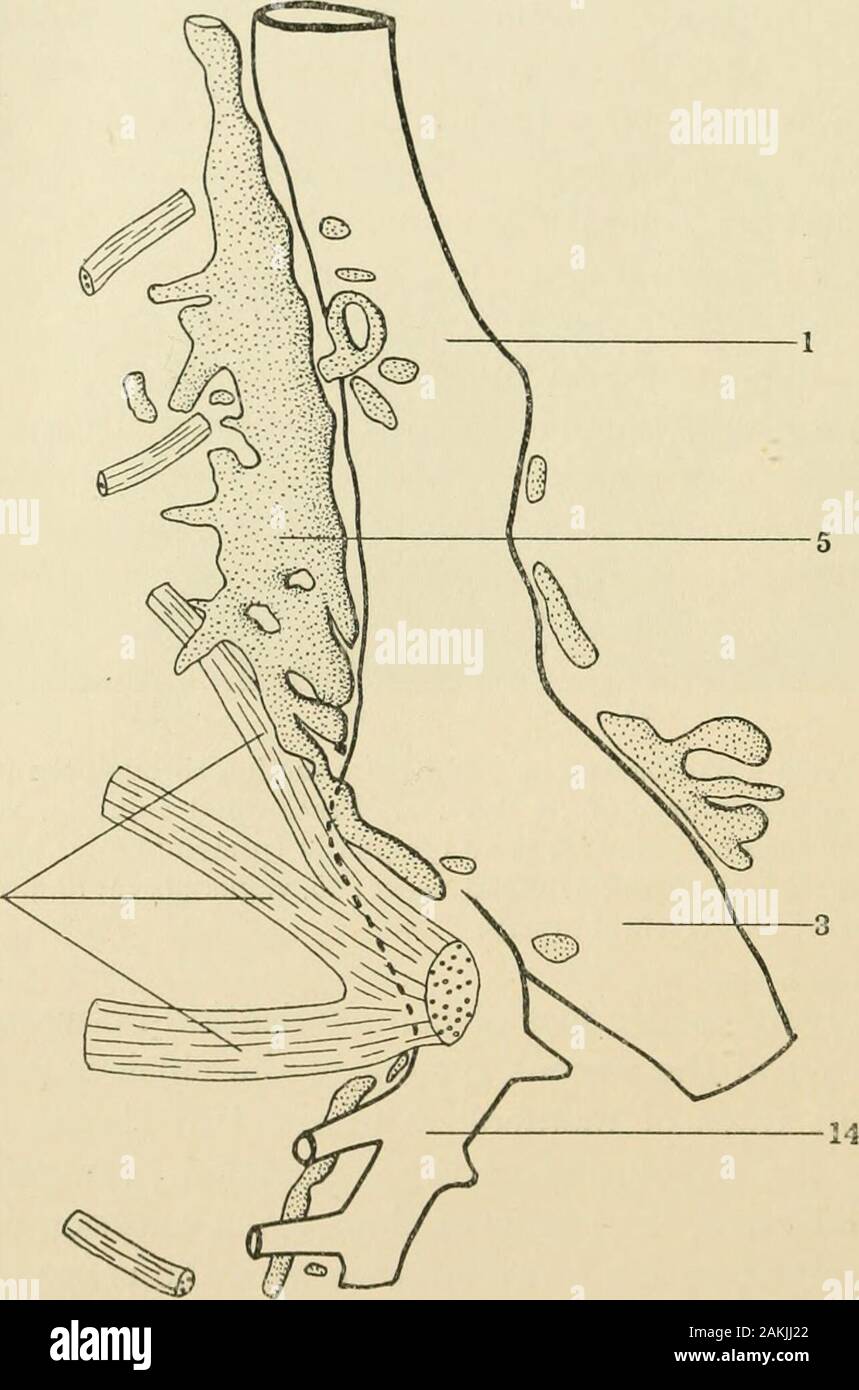Venous channels hi-res stock photography and images - Alamy
