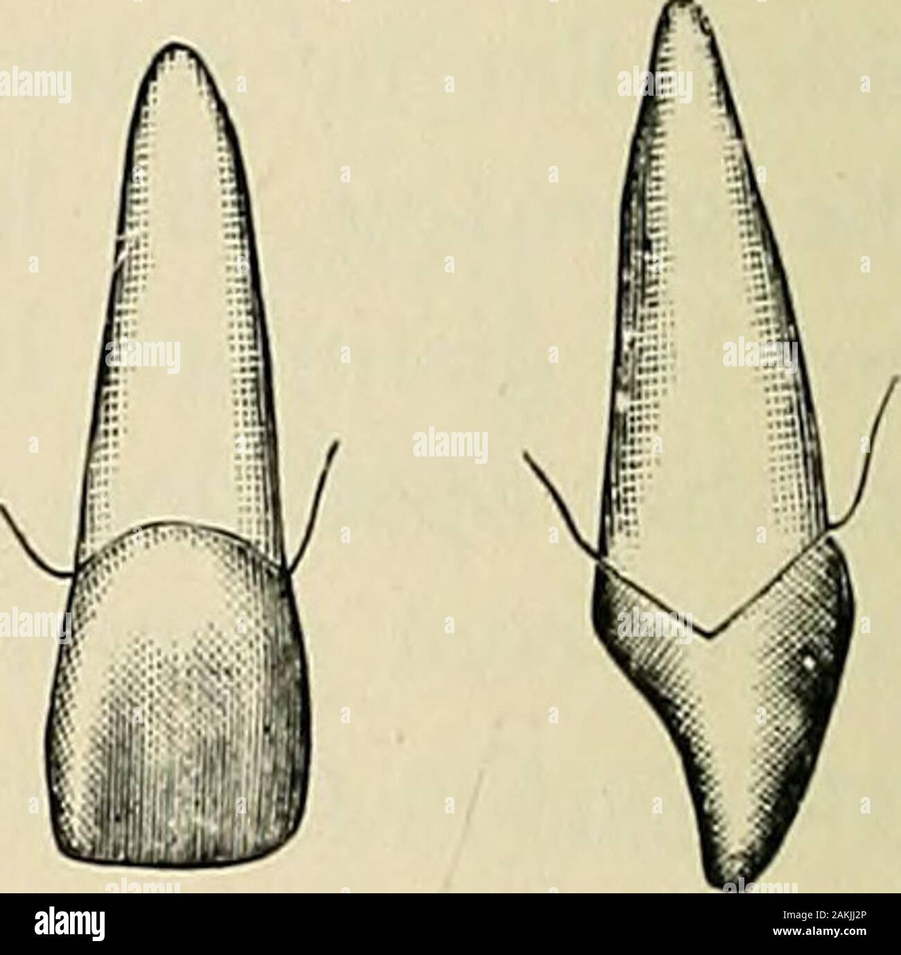 Perforated disc hi-res stock photography and images - Alamy