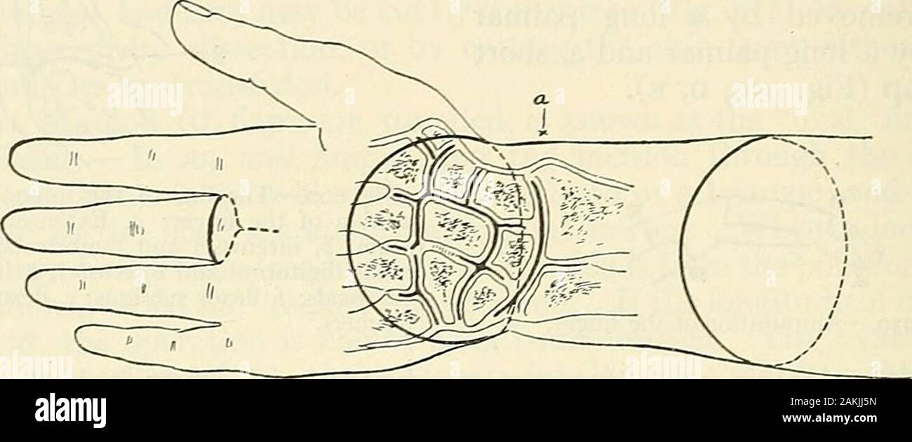 Carpometacarpal joint hi-res stock photography and images - Alamy