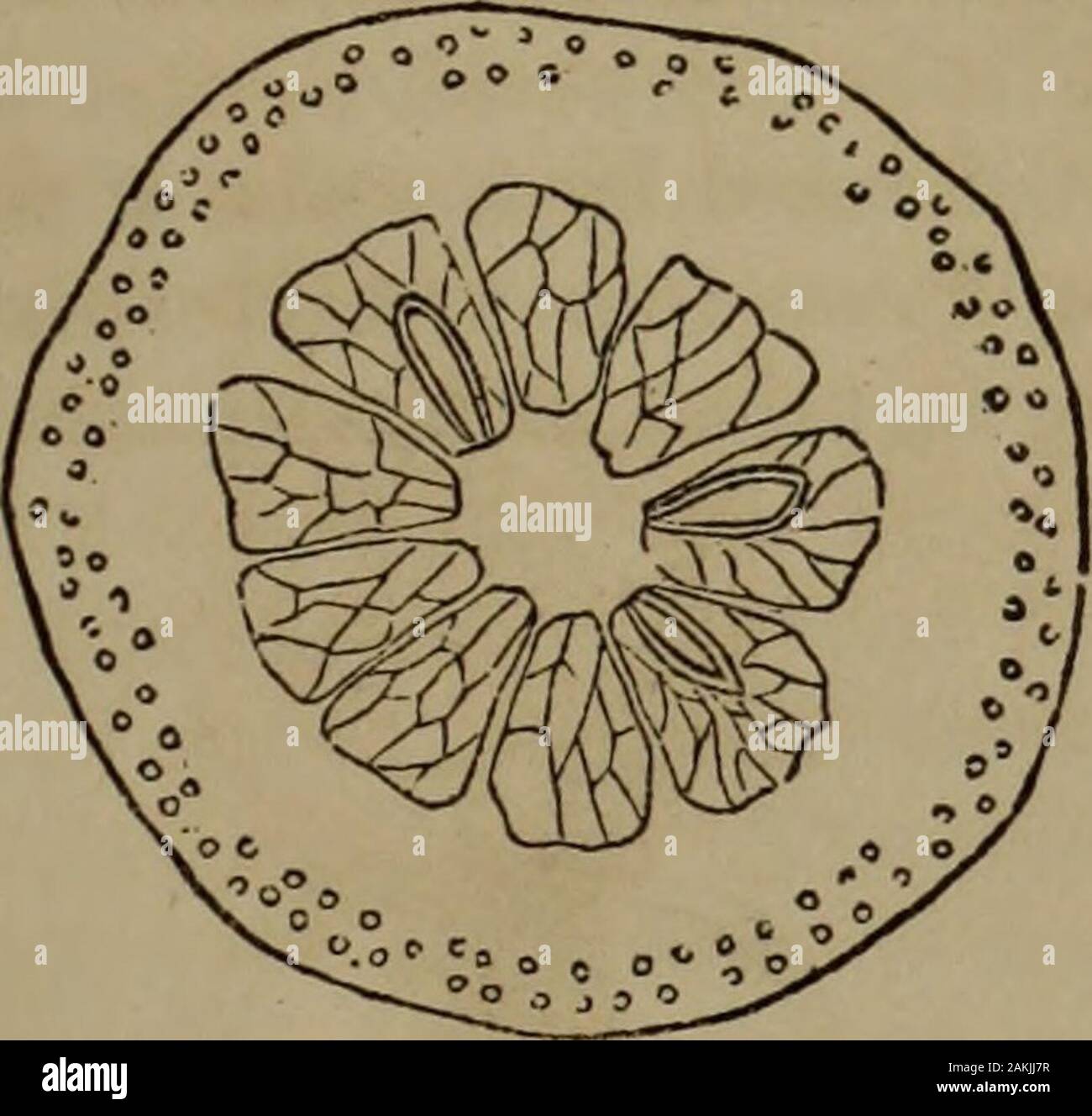 Capsule Fruit Examples