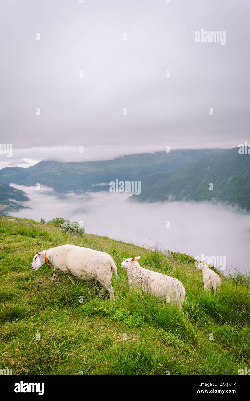 sheeps on mountain farm on cloudy day. Norwegian landscape with sheep ...