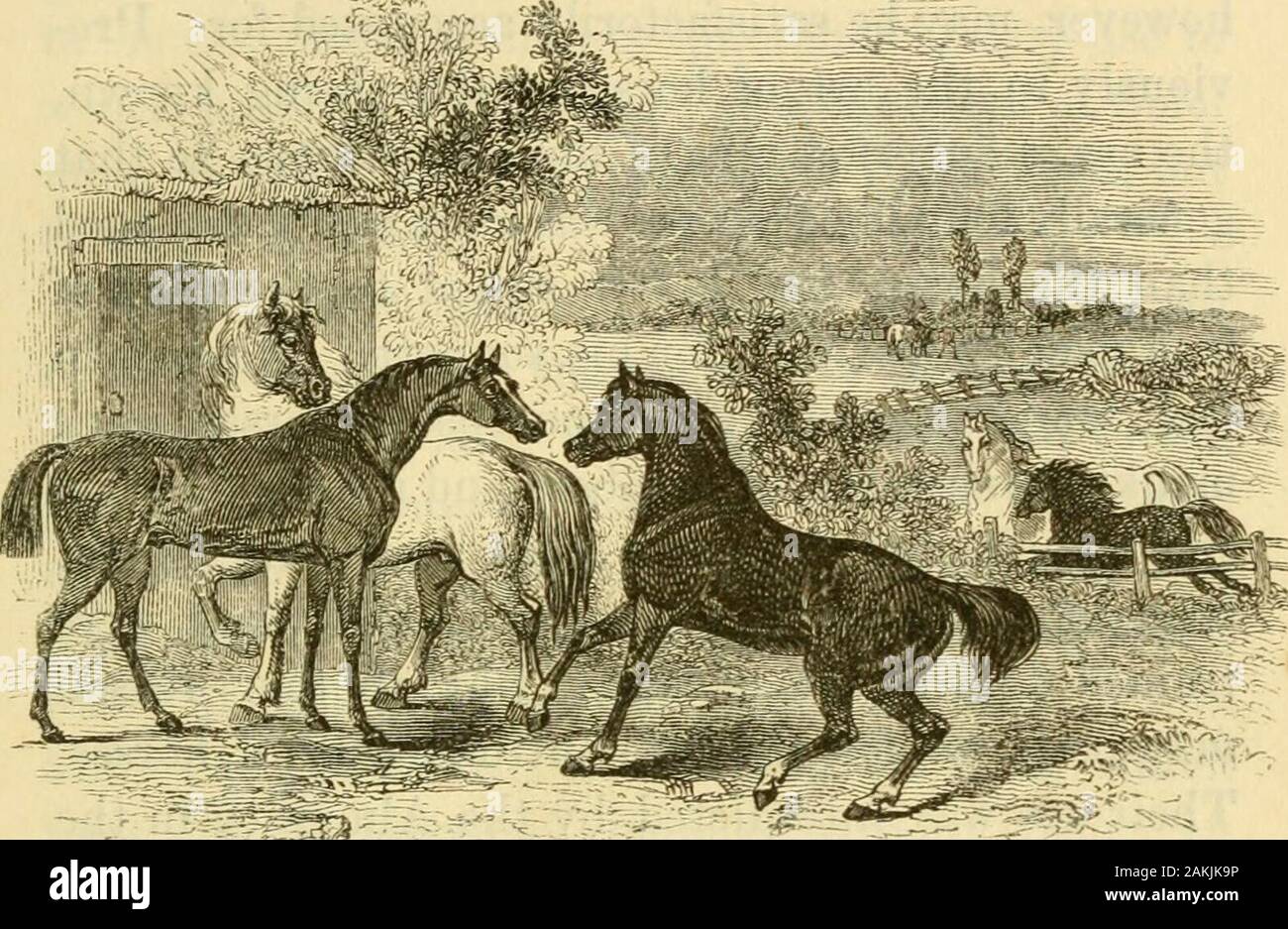 The horse and the hound : their various uses and treatment, including ...