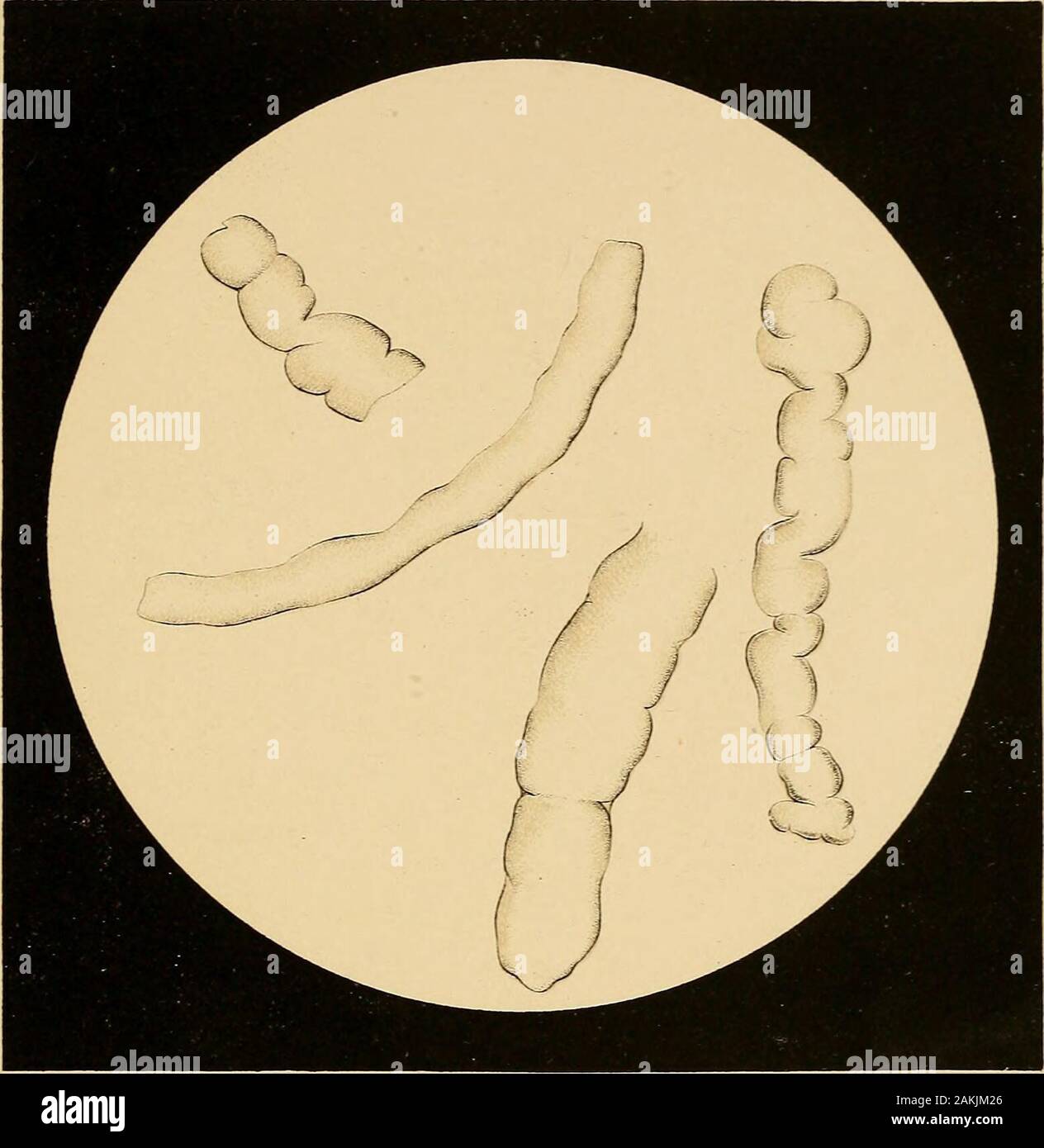 Peyers hi-res stock photography and images - Alamy