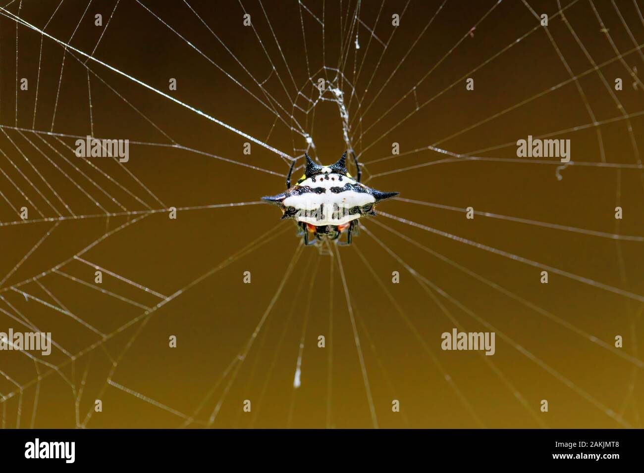 Spiny orb-weaver, genus Gasteracantha, Gasteracantha versicolor, called ...