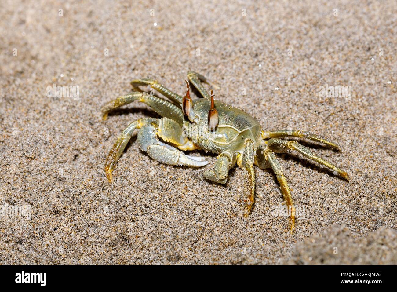 Crab on paradise sand beach in masoala after low tide, Farankaraina ...