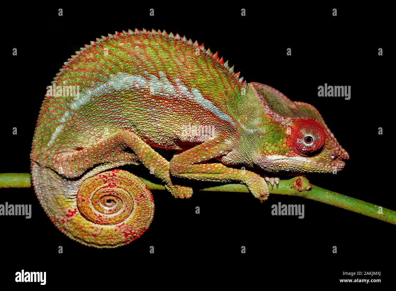 panther chameleon in natural habitat, Furcifer pardalis,in rainforest ...