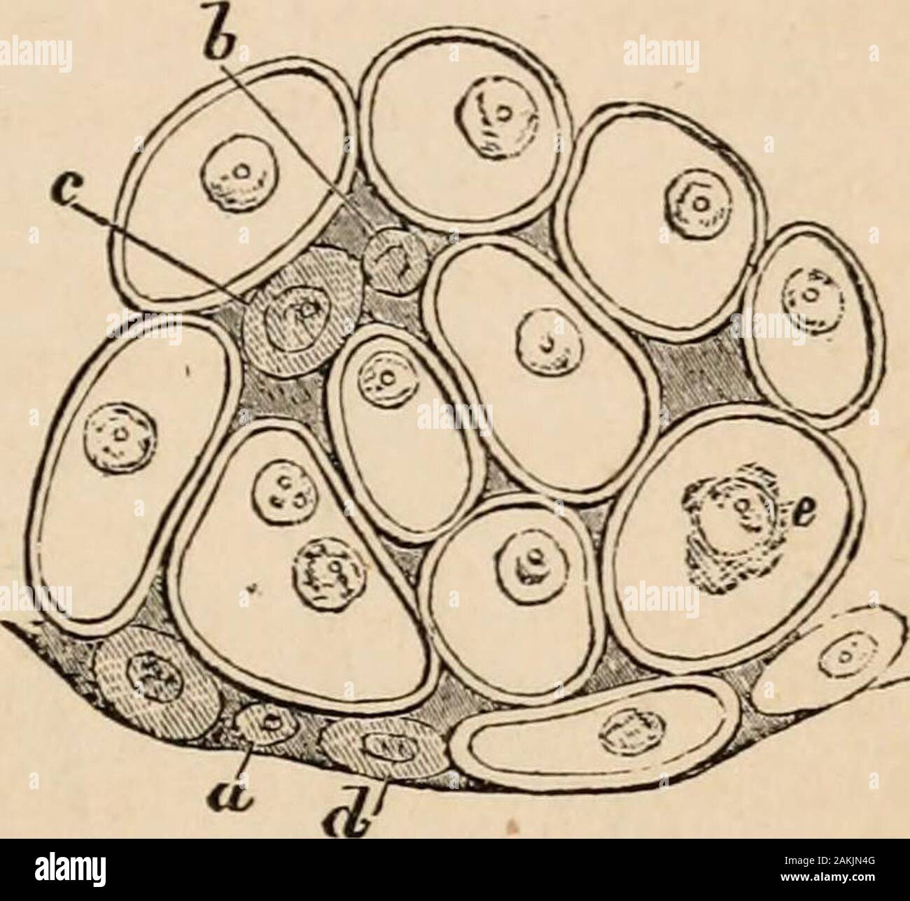 First living cells hi-res stock photography and images - Alamy