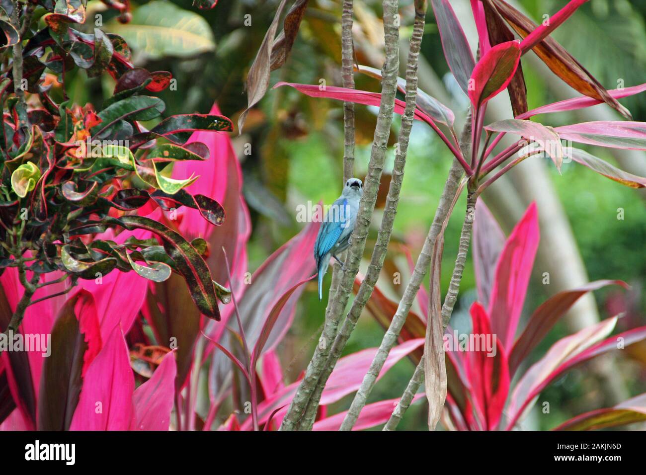 Hummingbirds of costa rica hi-res stock photography and images - Alamy