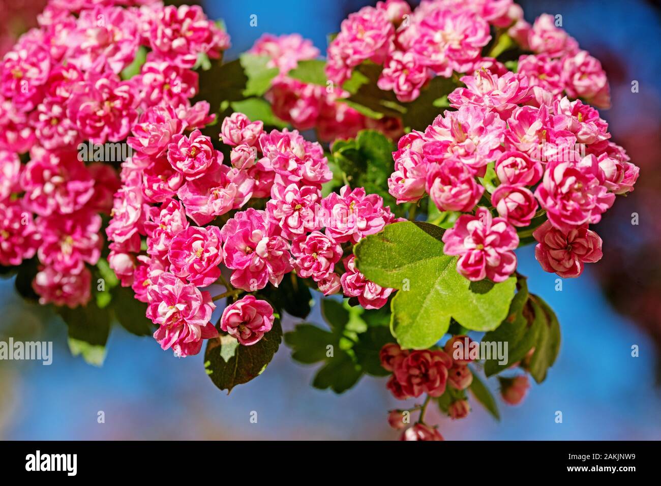Flowering Crataegus laevigata in spring Stock Photo - Alamy