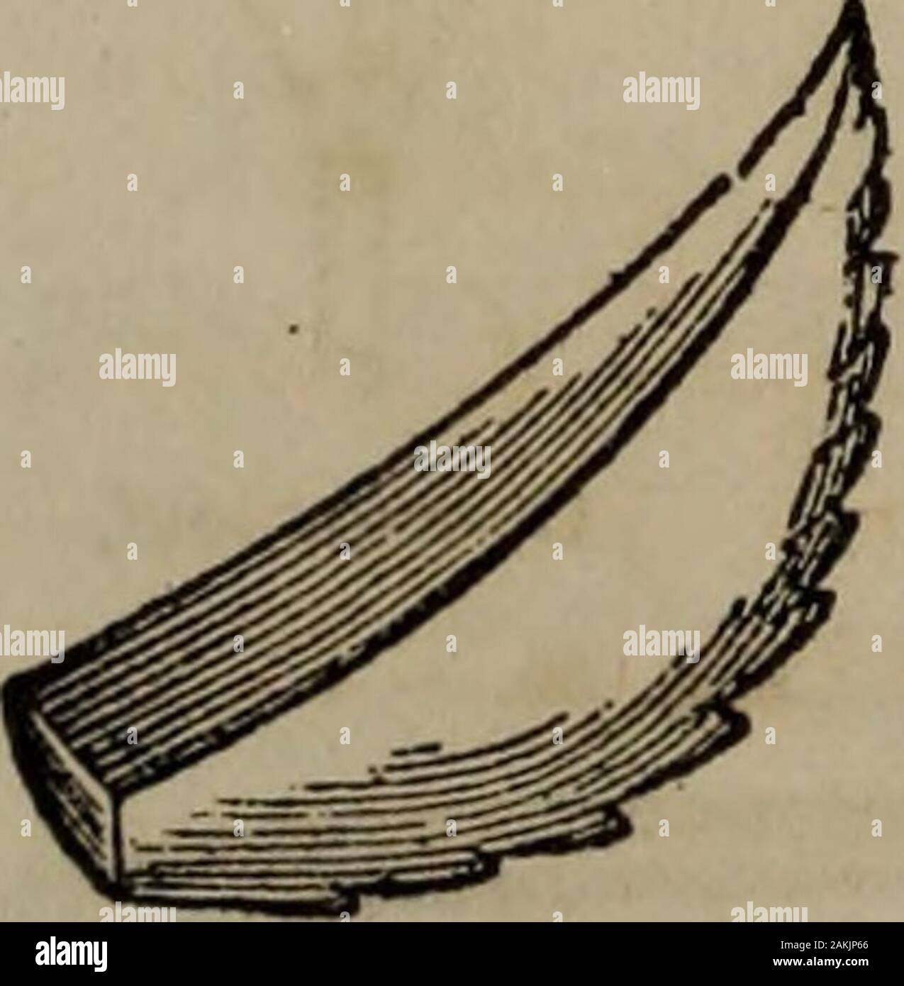 Lyrate shaped hi-res stock photography and images - Alamy