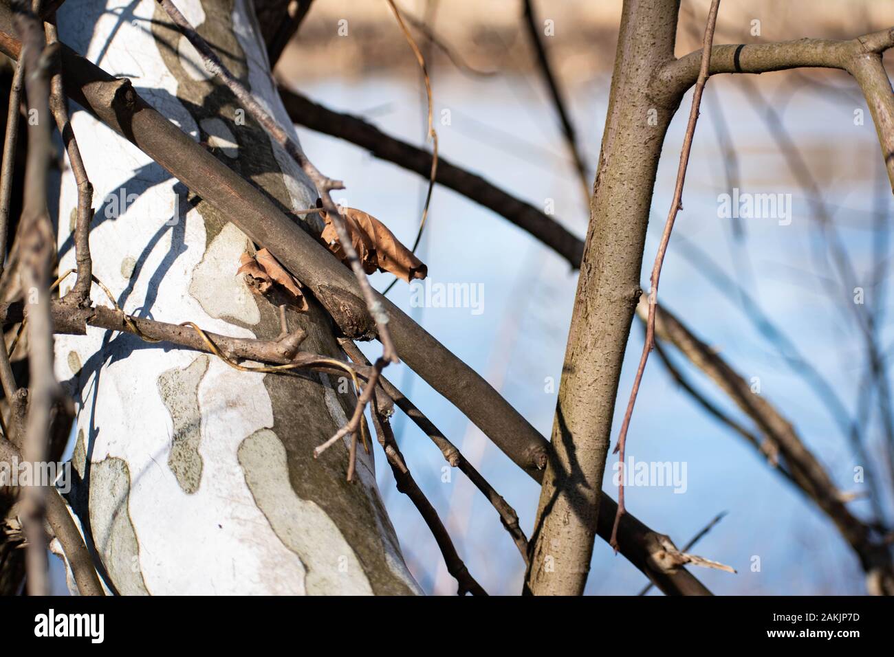 Sycamore Tree Branch Stock Photo - Alamy