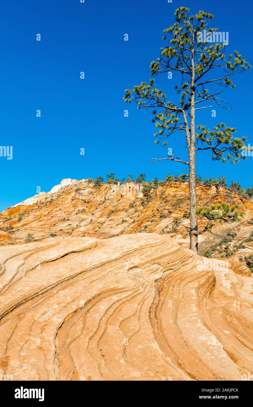 The stone tree hi-res stock photography and images - Alamy
