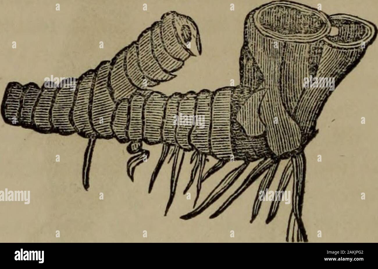 Cormus hi-res stock photography and images - Alamy