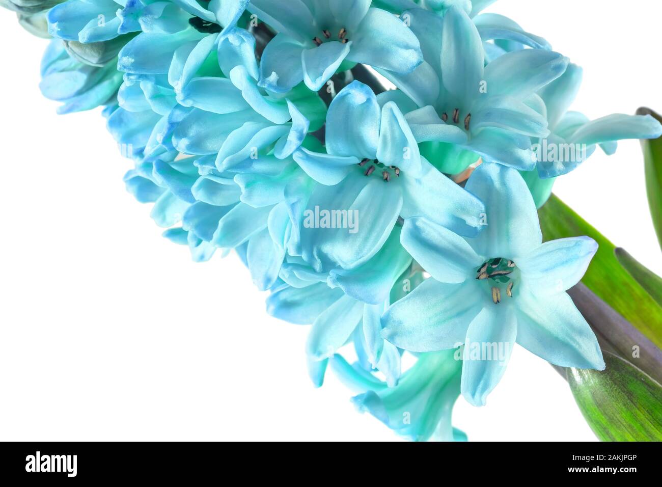 Hyacinth flowers with green leaves macro in the 2020 color trend in ...