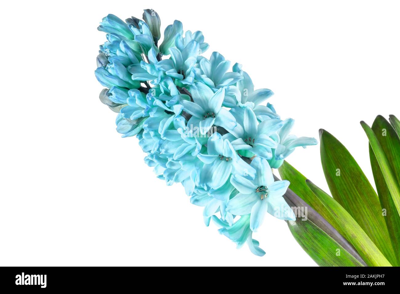 Hyacinth flowers with green leaves macro in the 2020 color trend in ...