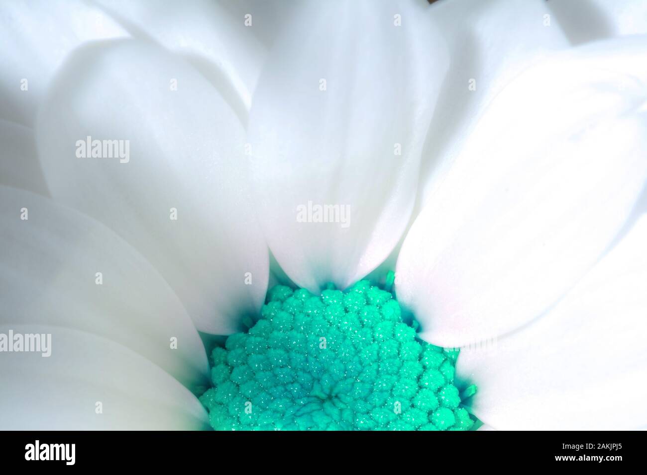 White chrysanthemum flower with core in the 2020 color trend in blue ...