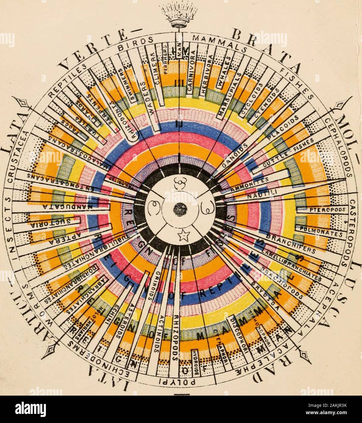 Tertiary animals hi-res stock photography and images - Alamy