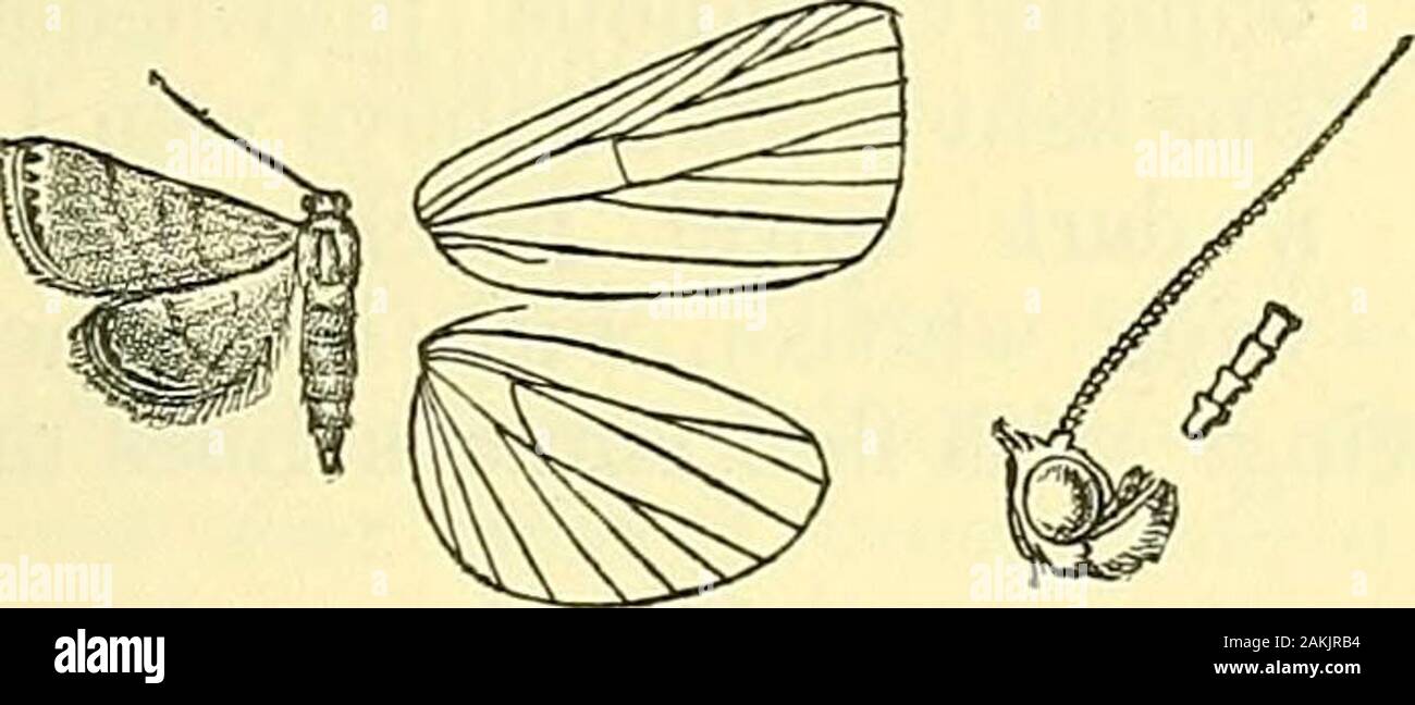 Black basal veins hi-res stock photography and images - Alamy