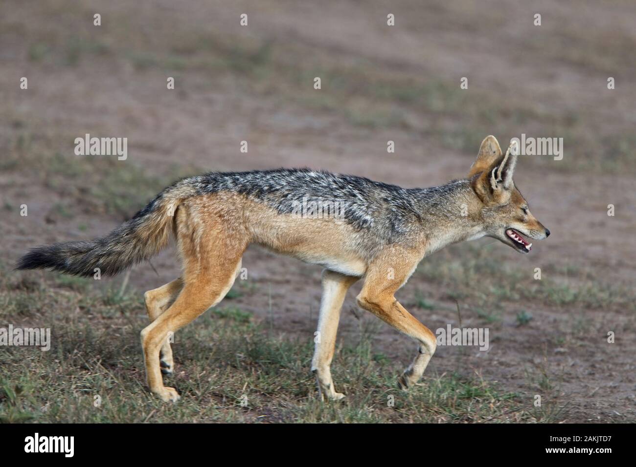 Black-backed Jackal (Canis mesomelas), Maasai Mara, Kenya Stock Photo ...