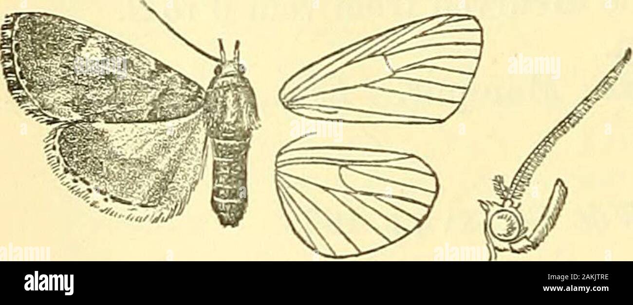 Moths . dial line angled beyond cell; the basal area pale, on fore wing ...