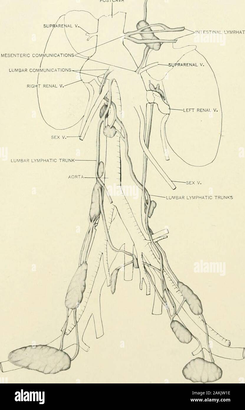 The American journal of anatomy . Fig. 4 Cebus hypoleucus, Hunib. White ...