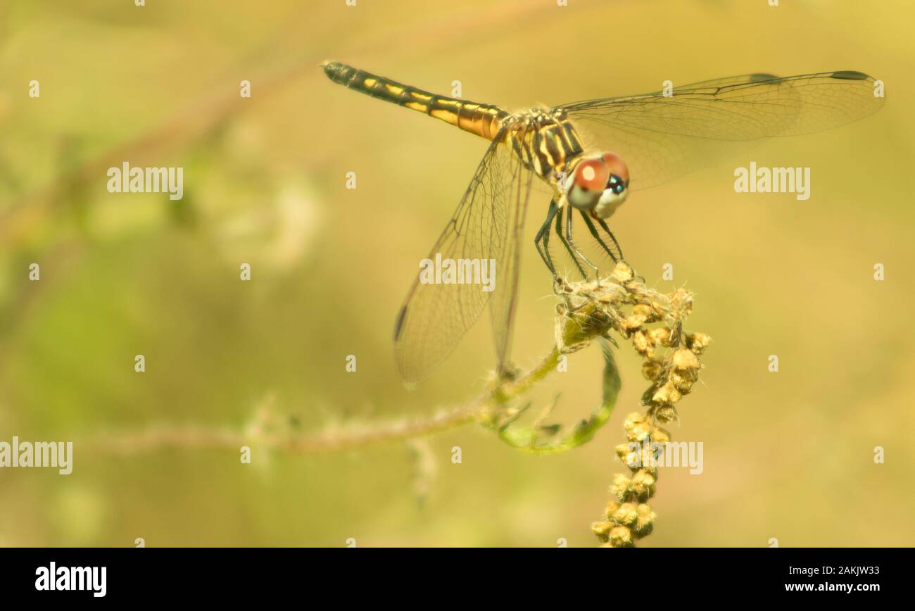Iowa dragonfly hi-res stock photography and images - Alamy