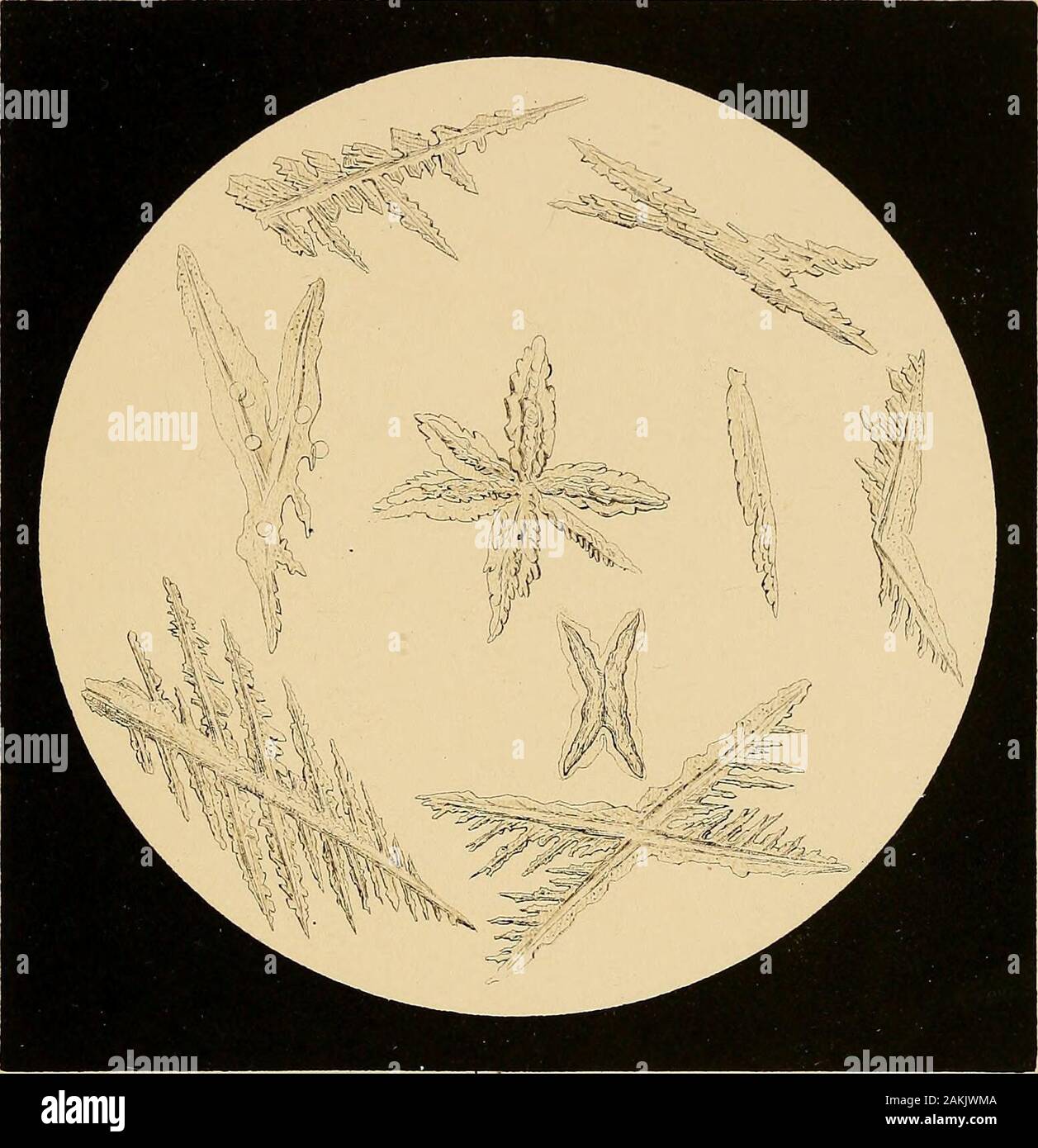 An atlas of clinical microscopy . Mezger lUh Triple phosphales.(Coffin ...