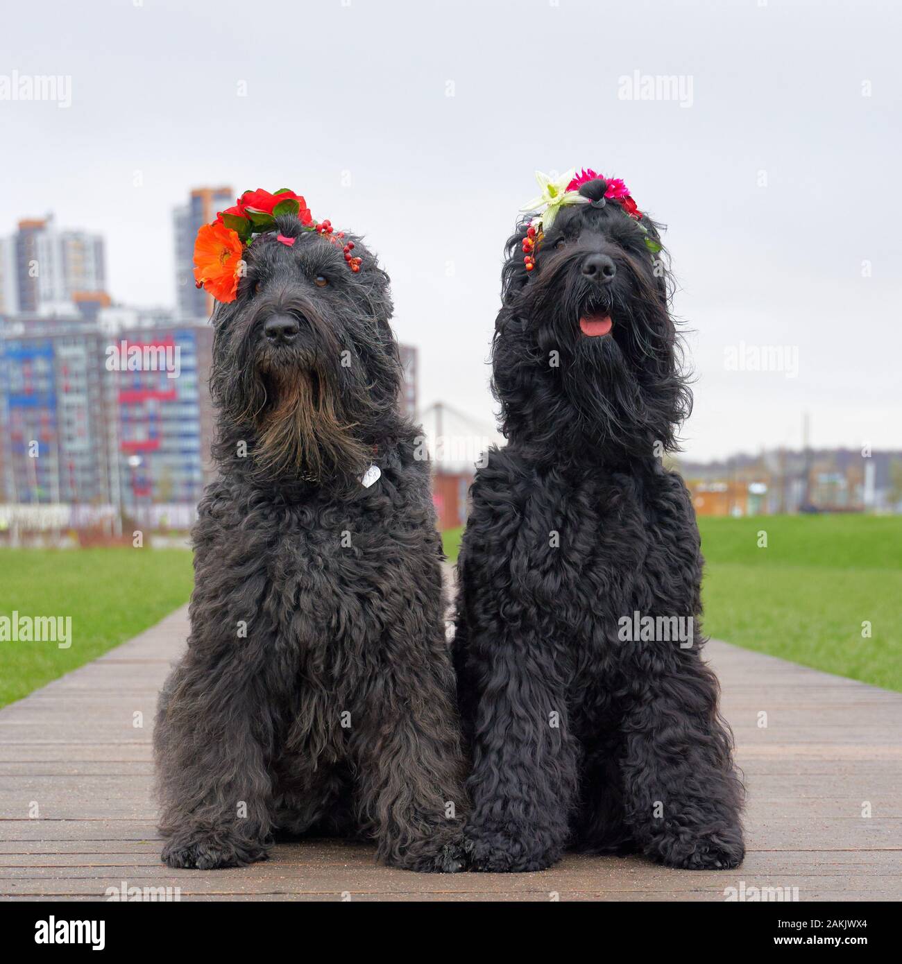 Funny docile animals enjoy warm spring day Stock Photo - Alamy