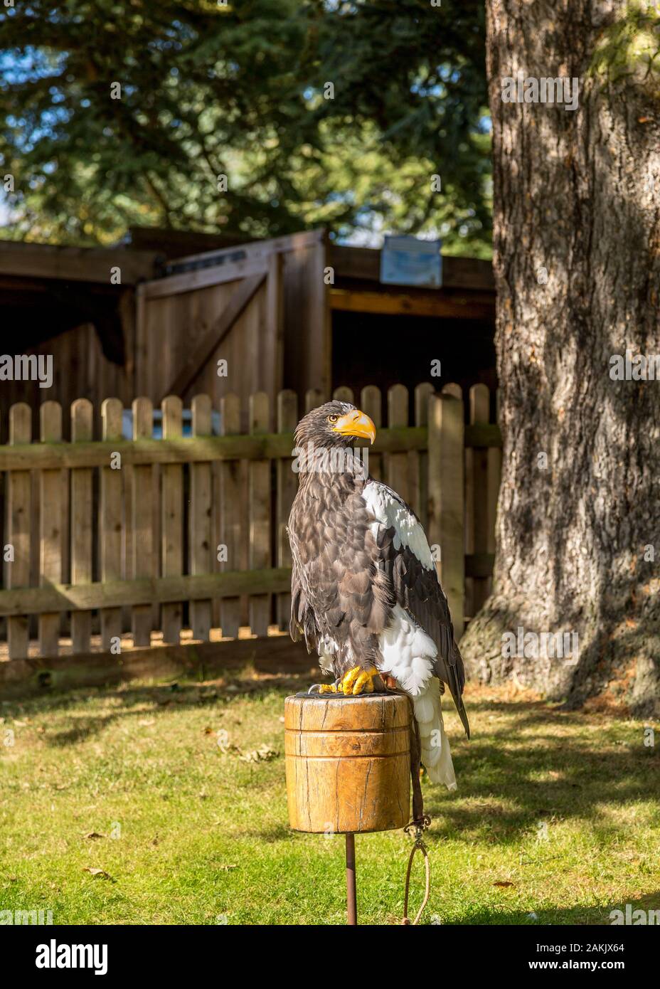 Eagle Warwick Castle High Resolution Stock Photography and Images - Alamy