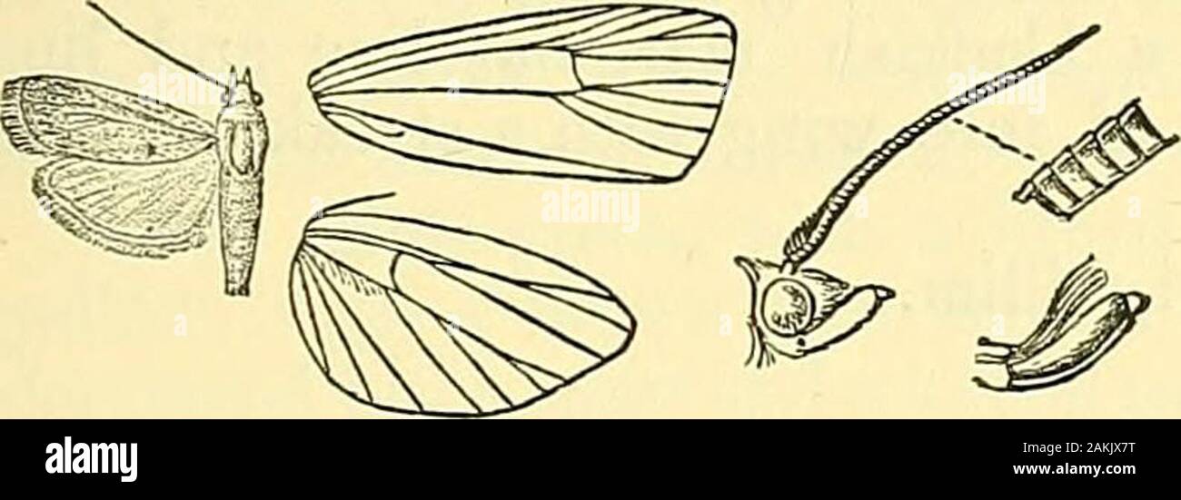 Moths . h in end of cell, and another beyond the cell extending to ...